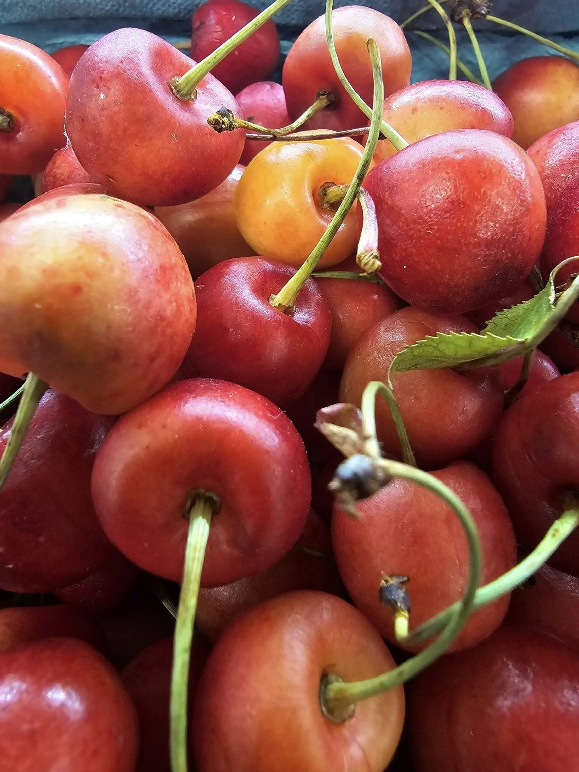 Sour Cherries – Dries Orchards Inc.