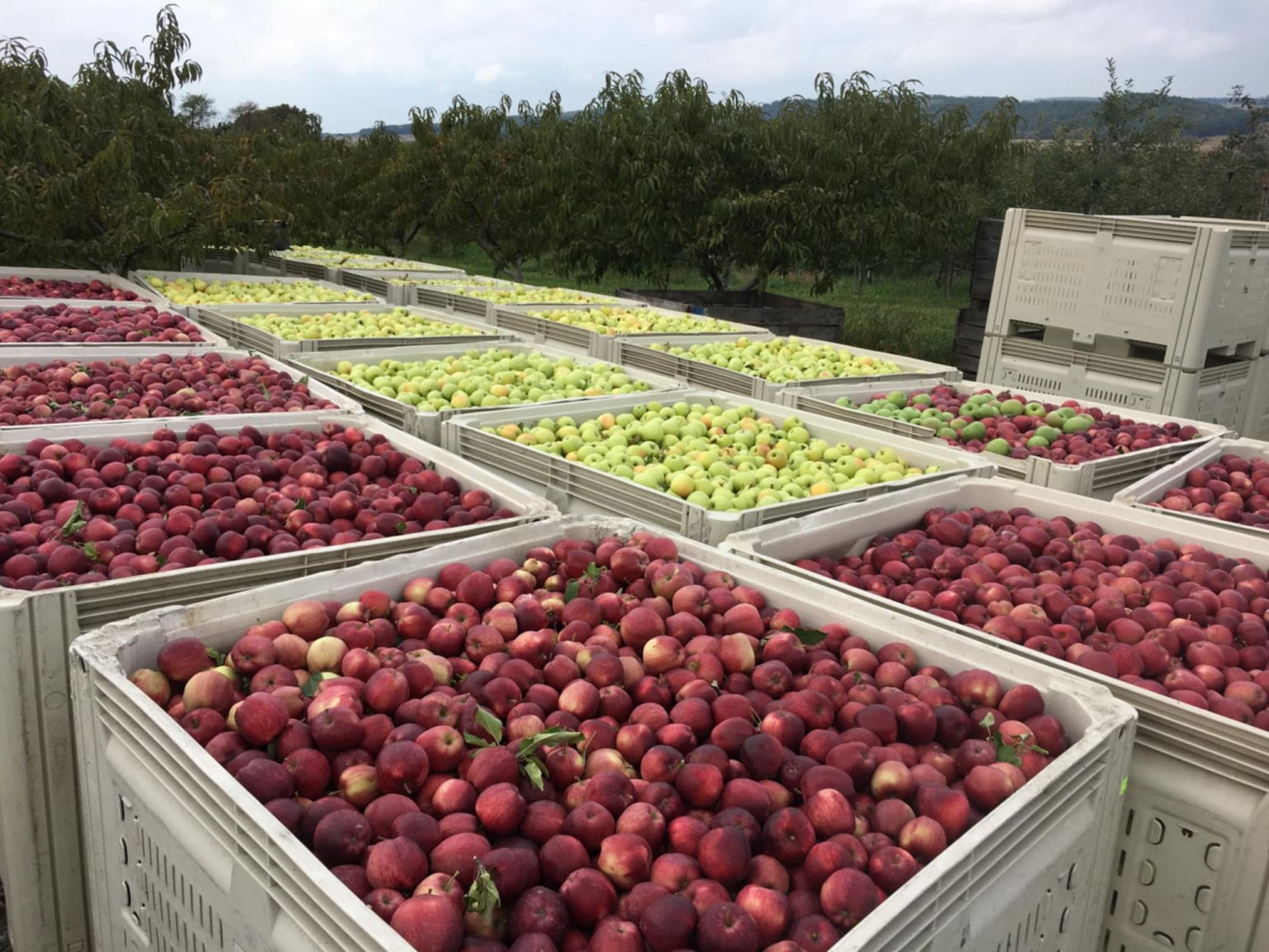 Apples – Dries Orchards Inc.