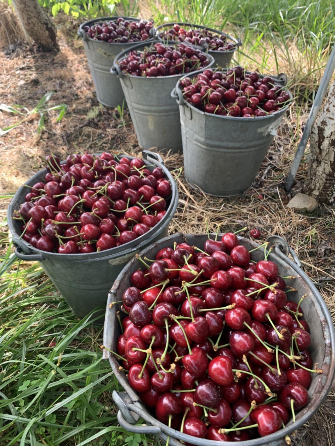 Cherries – Dries Orchards Inc.